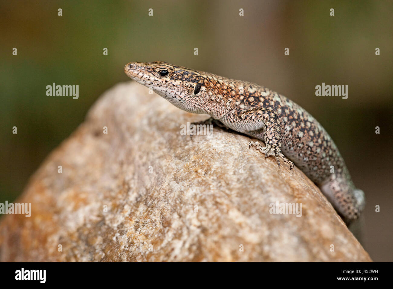 Rock portrait hi-res stock photography and images - Alamy