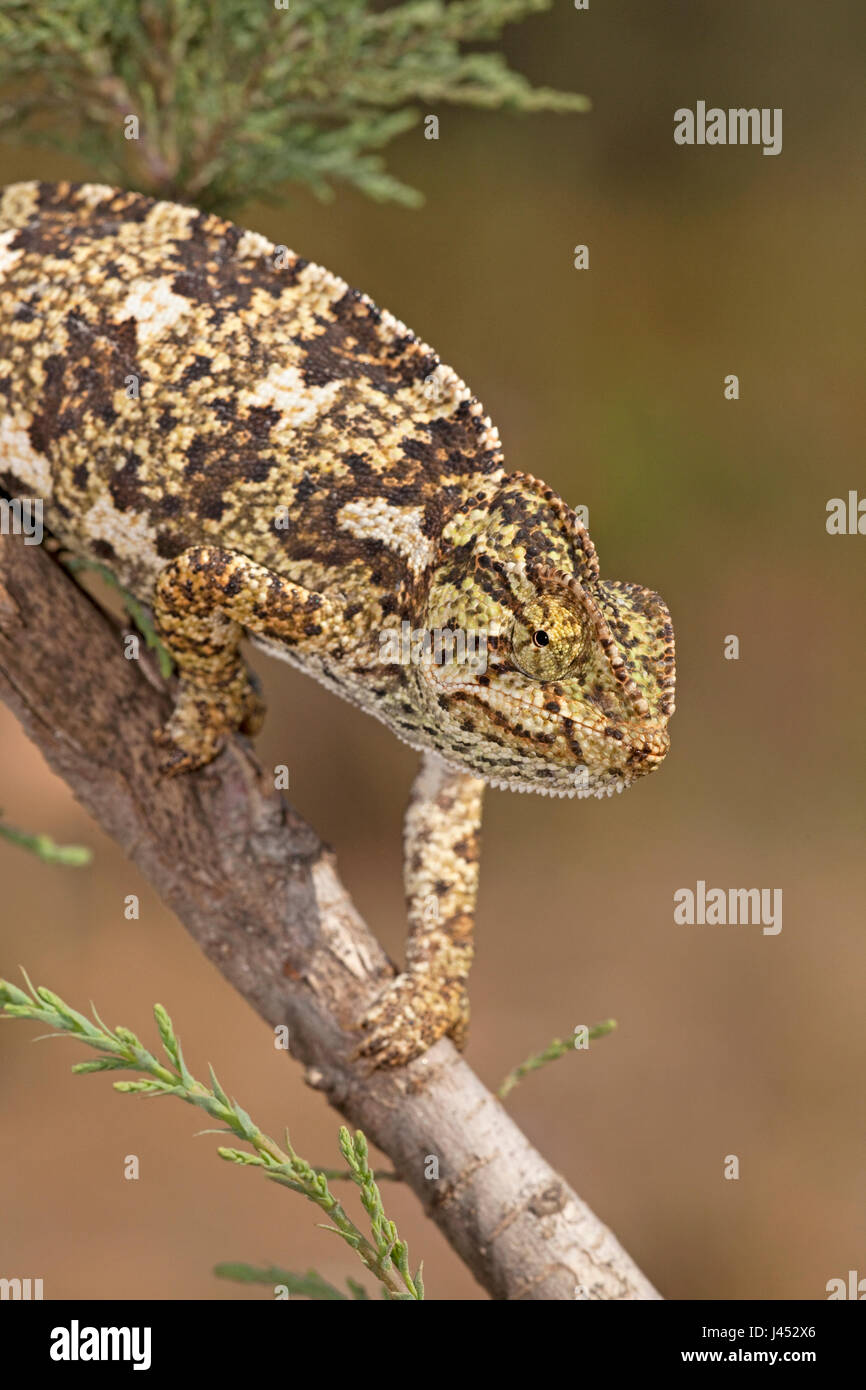 vertical photo of a chameleon in the vegetation Stock Photo - Alamy