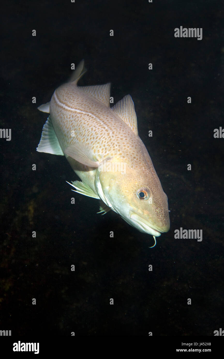 Dark background hi-res stock photography and images - Alamy