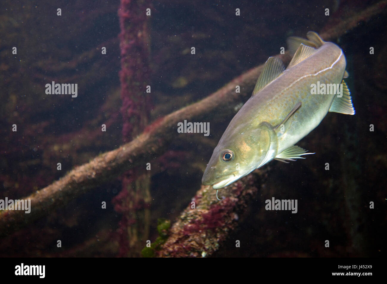 photo of a young Atlantic cod near a wreck Stock Photo - Alamy