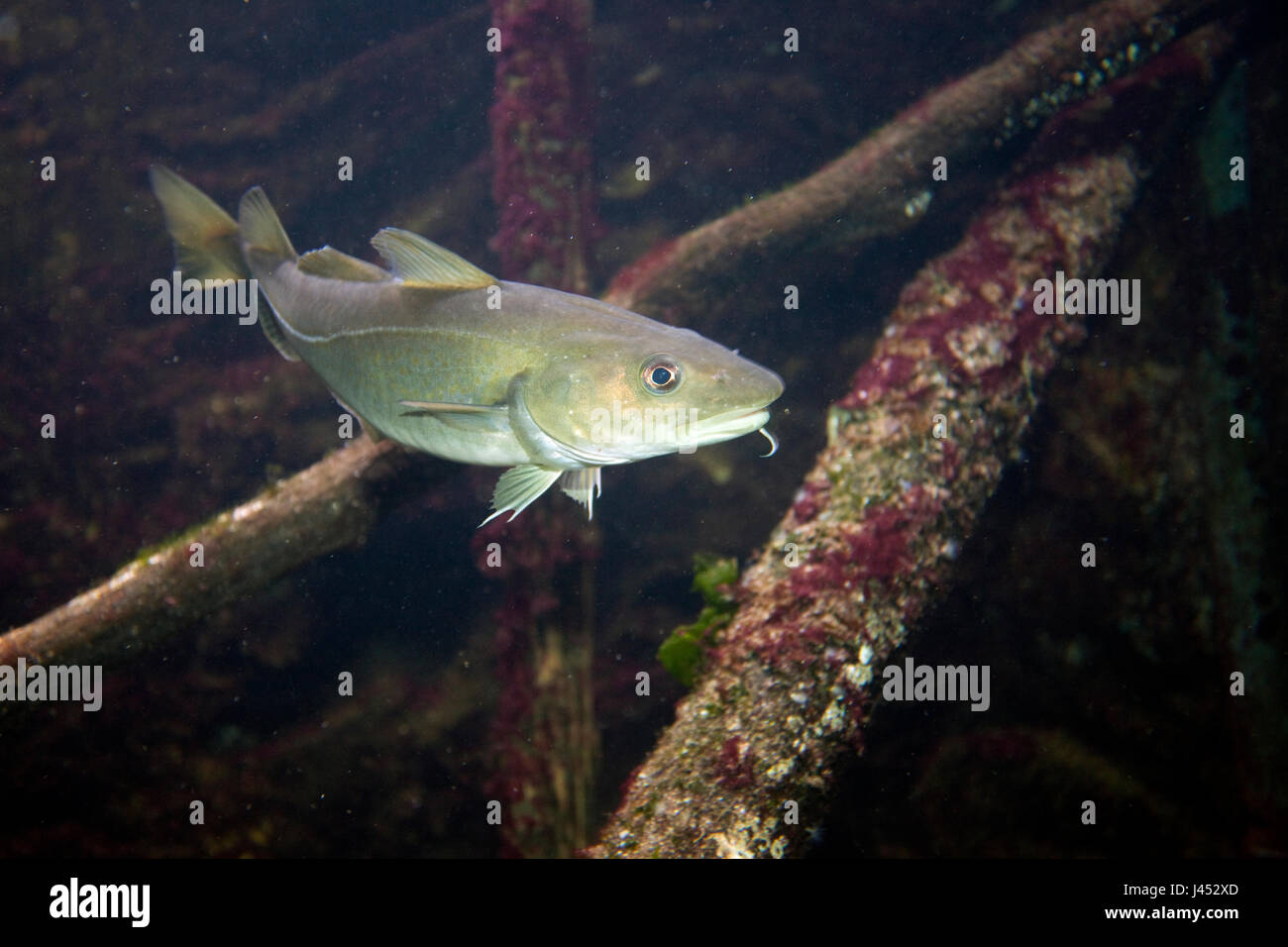 Atlantic cod cod fish hi-res stock photography and images - Alamy