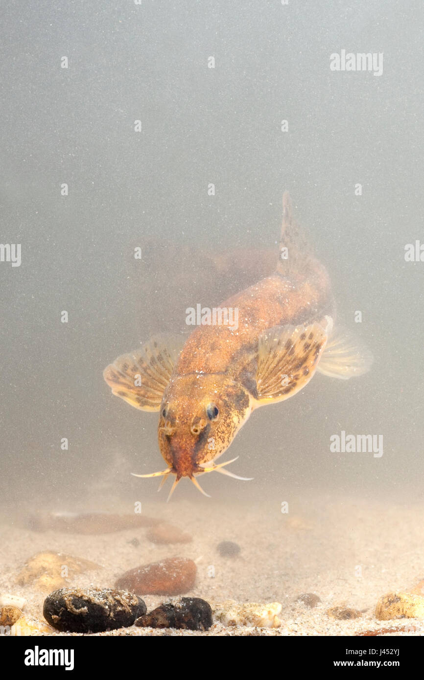 Vertical photo of an adult stone loach swimming above the bottom Stock ...