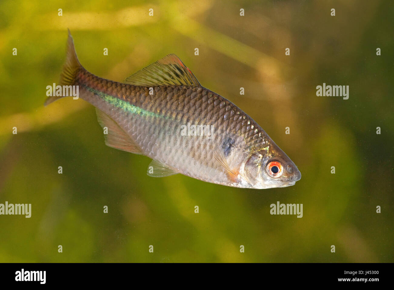 overview of a male bitterling against a green background Stock Photo ...