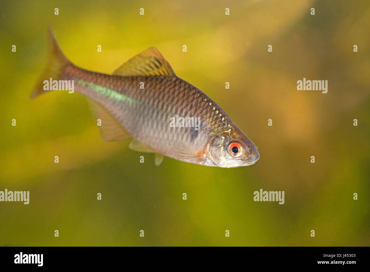 overview of a male bitterling against a green background Stock Photo ...