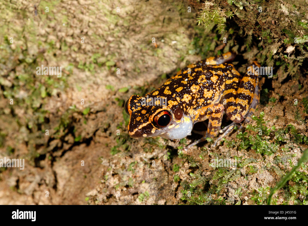 Gevlekte hi-res stock photography and images - Alamy