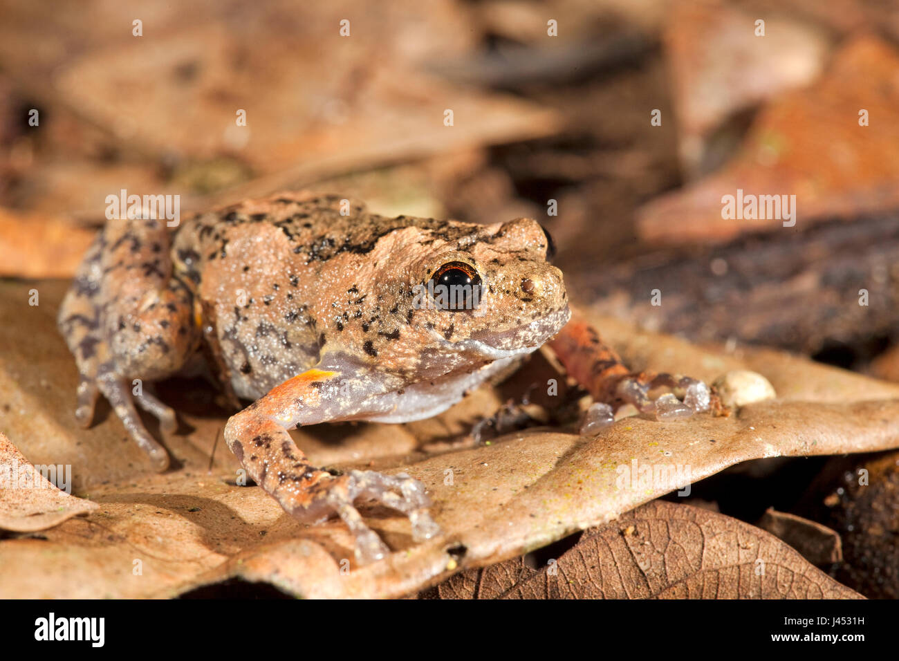 Animal holes in tree hi-res stock photography and images - Alamy