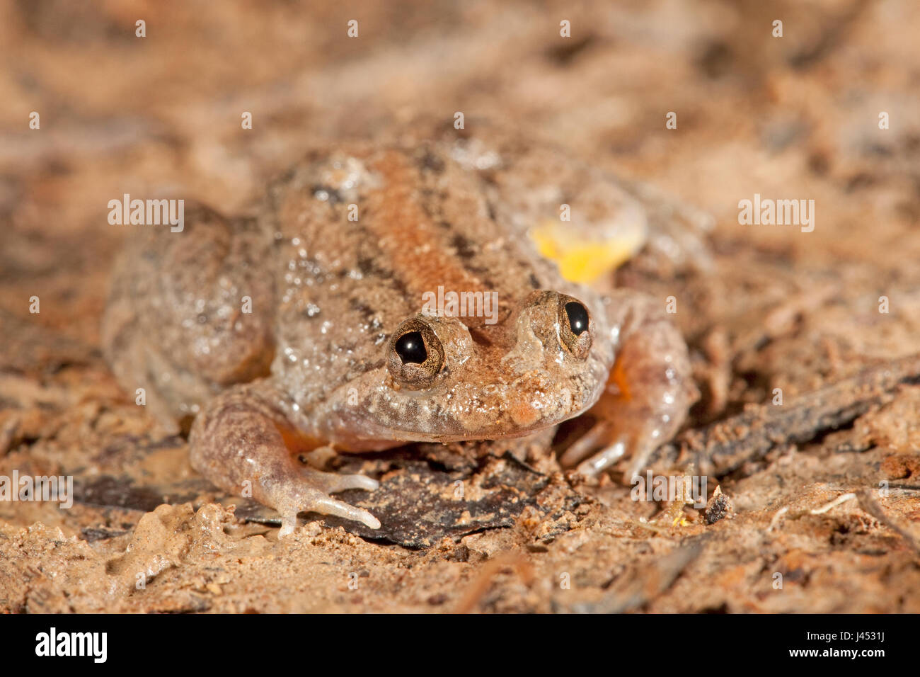 photo of a yellow-bellied puddle frog Stock Photo - Alamy