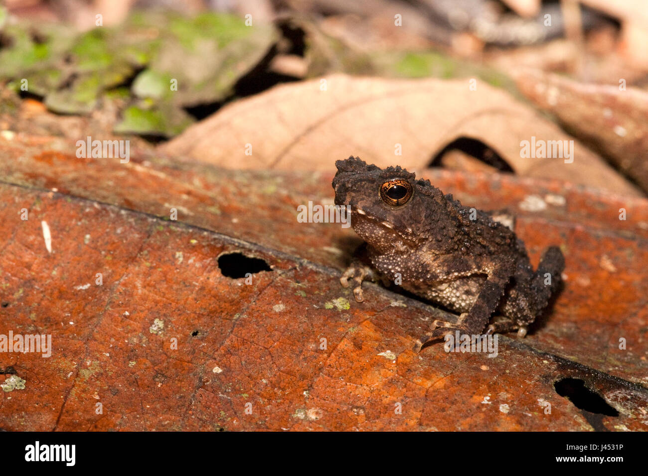 Foto van een crested toad; photo of a crested toad Stock Photo - Alamy