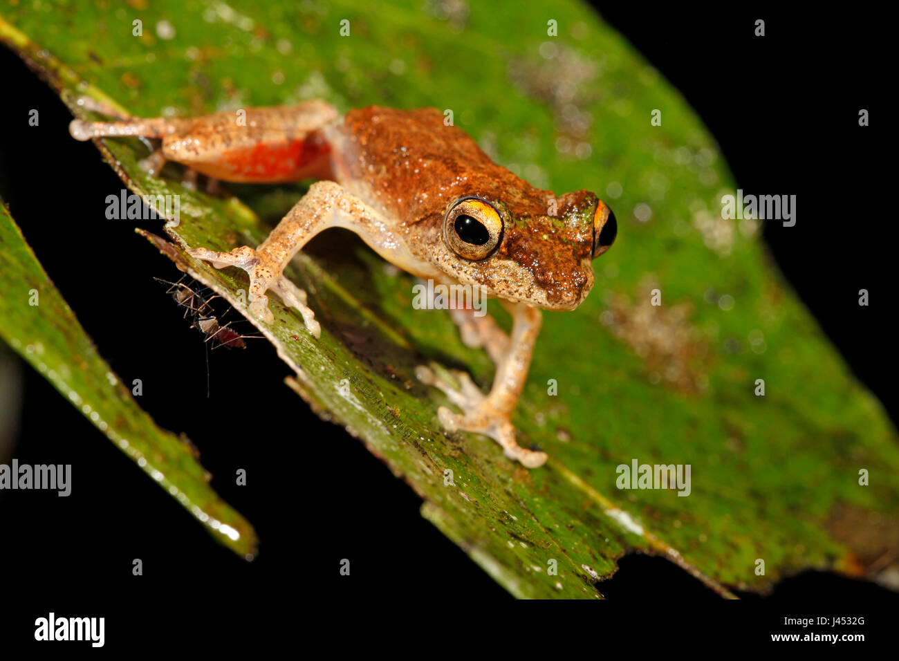 Leaf frog or tree frog hi-res stock photography and images - Alamy