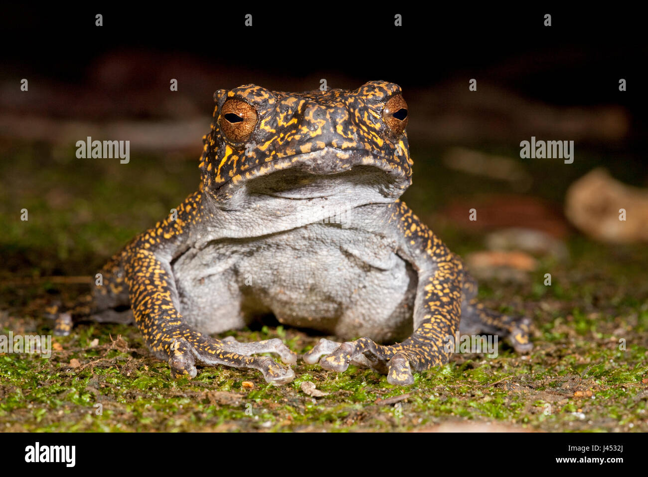 photo of a brown tree toad Stock Photo - Alamy