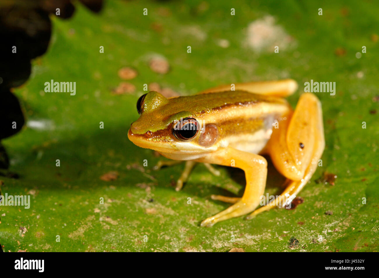 Green paddy frog rana hi-res stock photography and images - Alamy