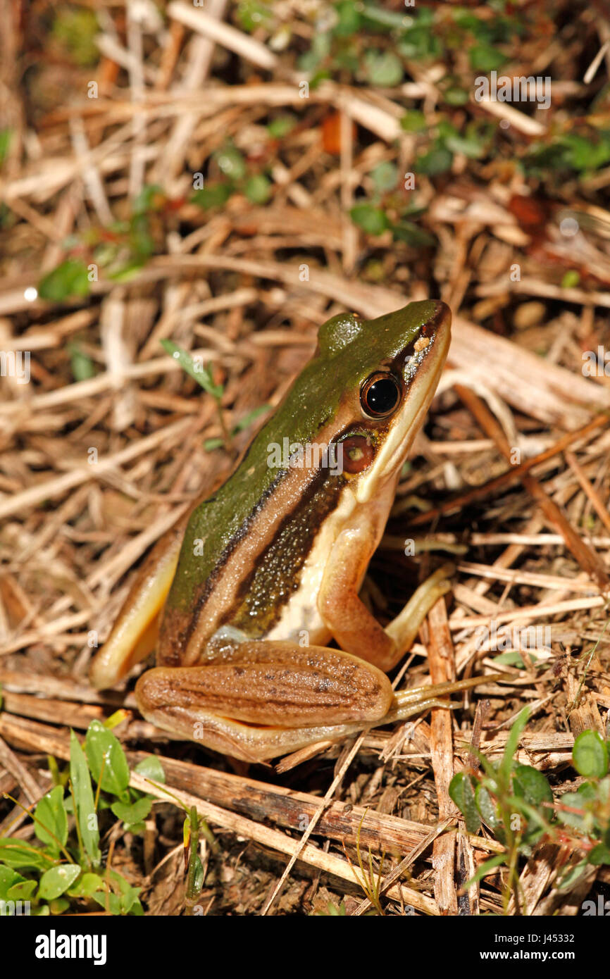 Adult frog hi-res stock photography and images - Alamy