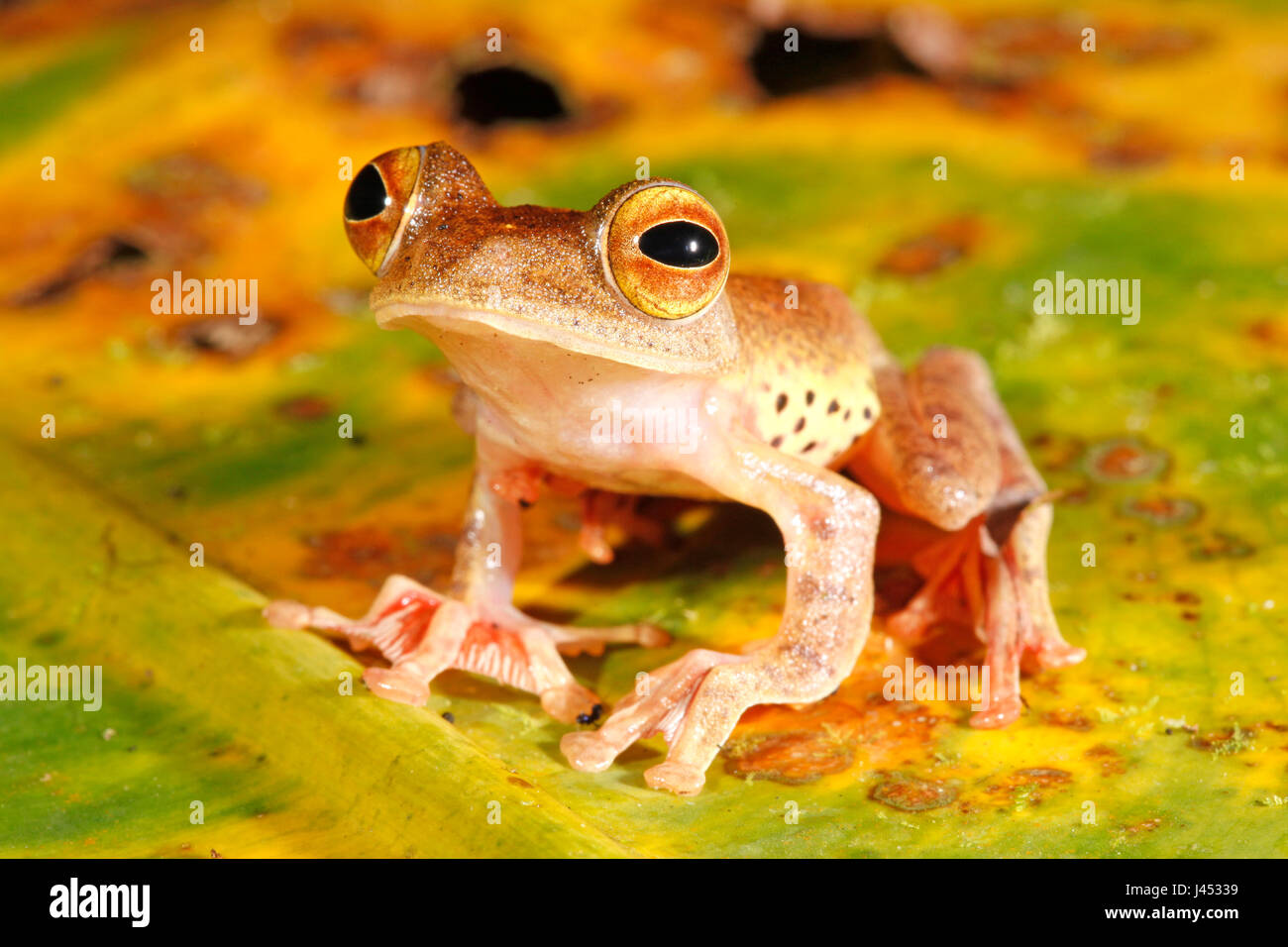 Orange frog hi-res stock photography and images - Alamy