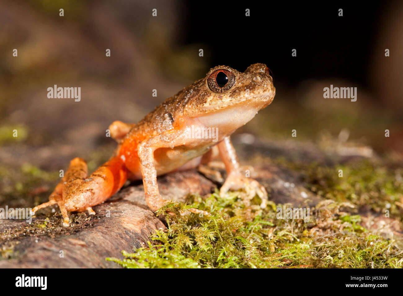 Foto van een Kinabalu slender litter frog; photo of a Kinabalu slender ...