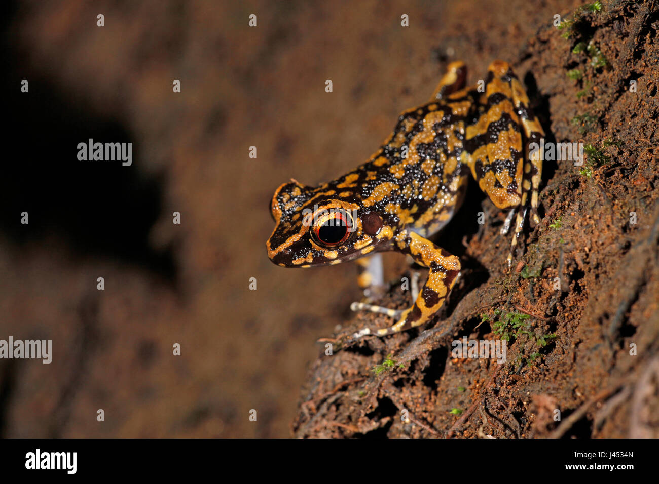 Gevlekte hi-res stock photography and images - Alamy