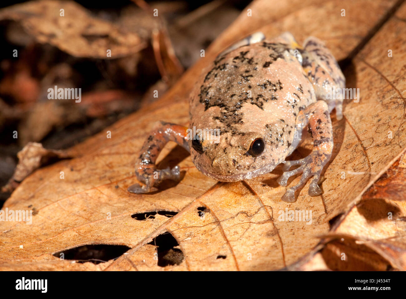 Photo of a tree hole frog, they lay their eggs in tree holes, males ...