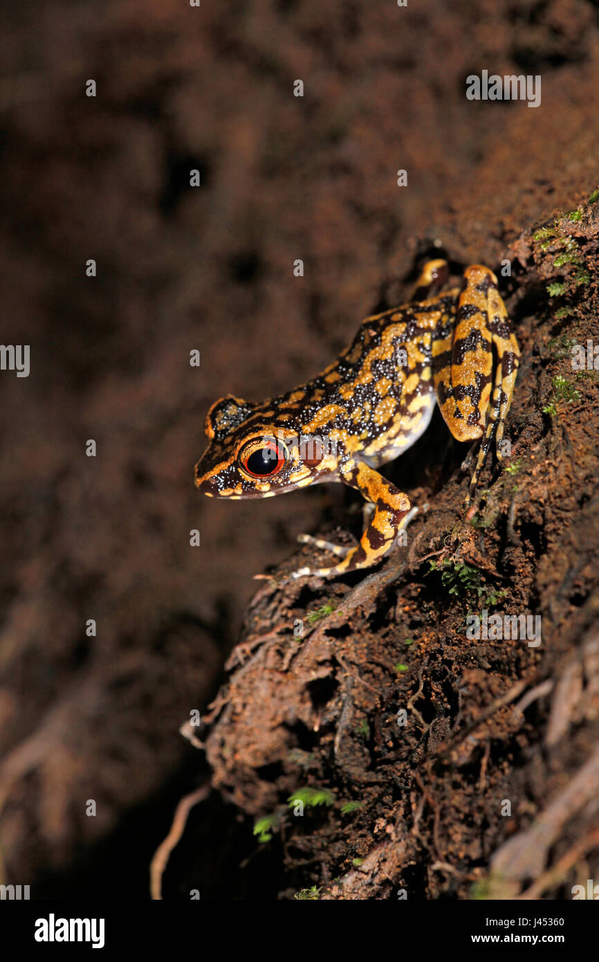 Gevlekte hi-res stock photography and images - Alamy