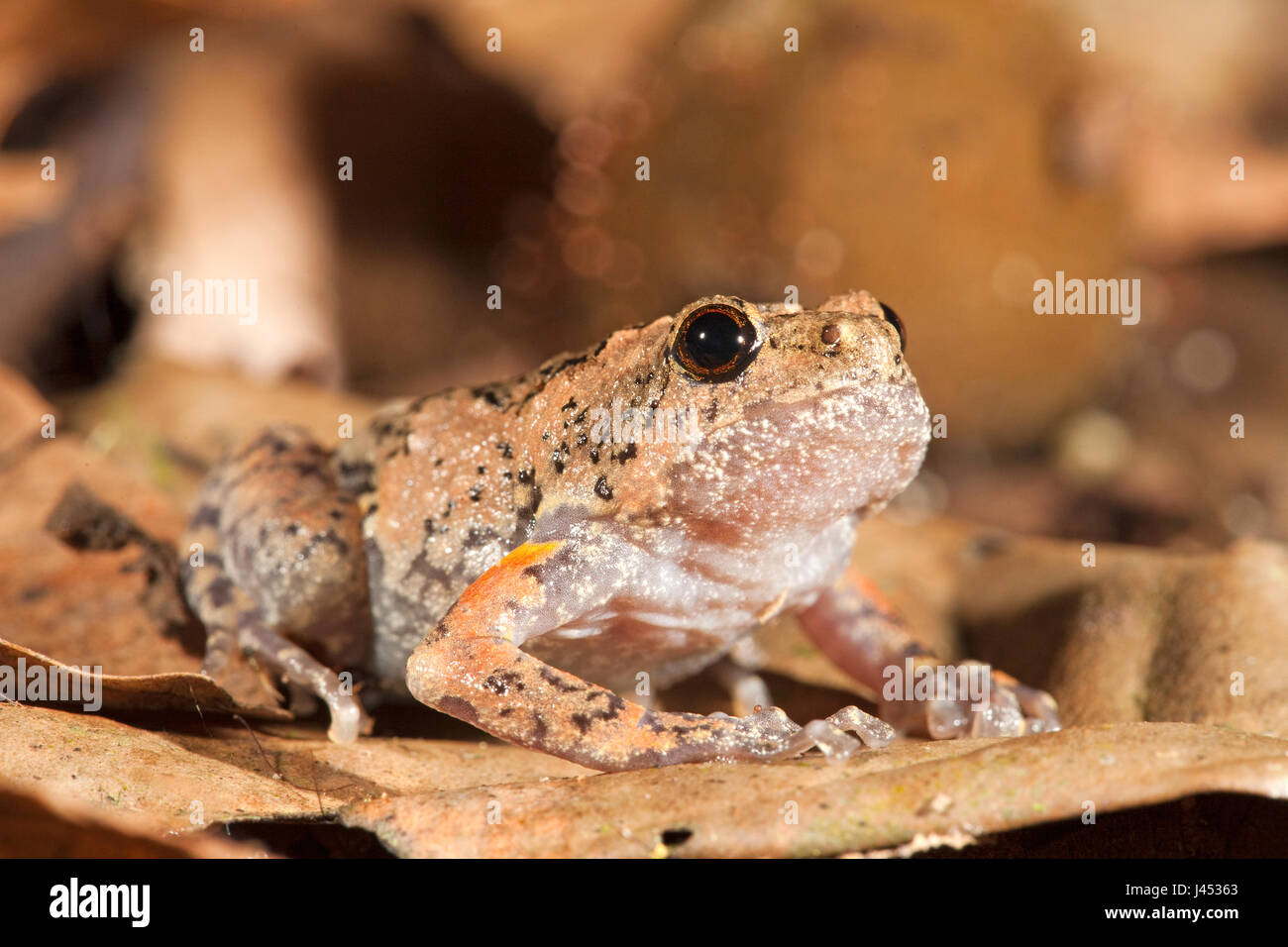 Photo of a tree hole frog, they lay their eggs in tree holes, males ...