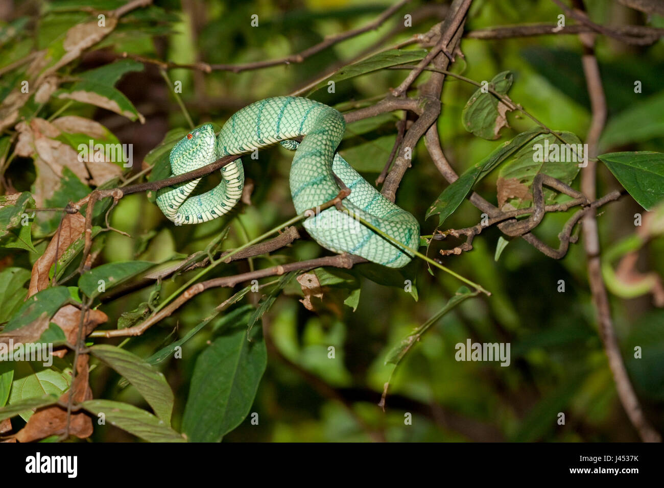 photo of a Wagler's pit viper in a tree above the river Stock Photo - Alamy
