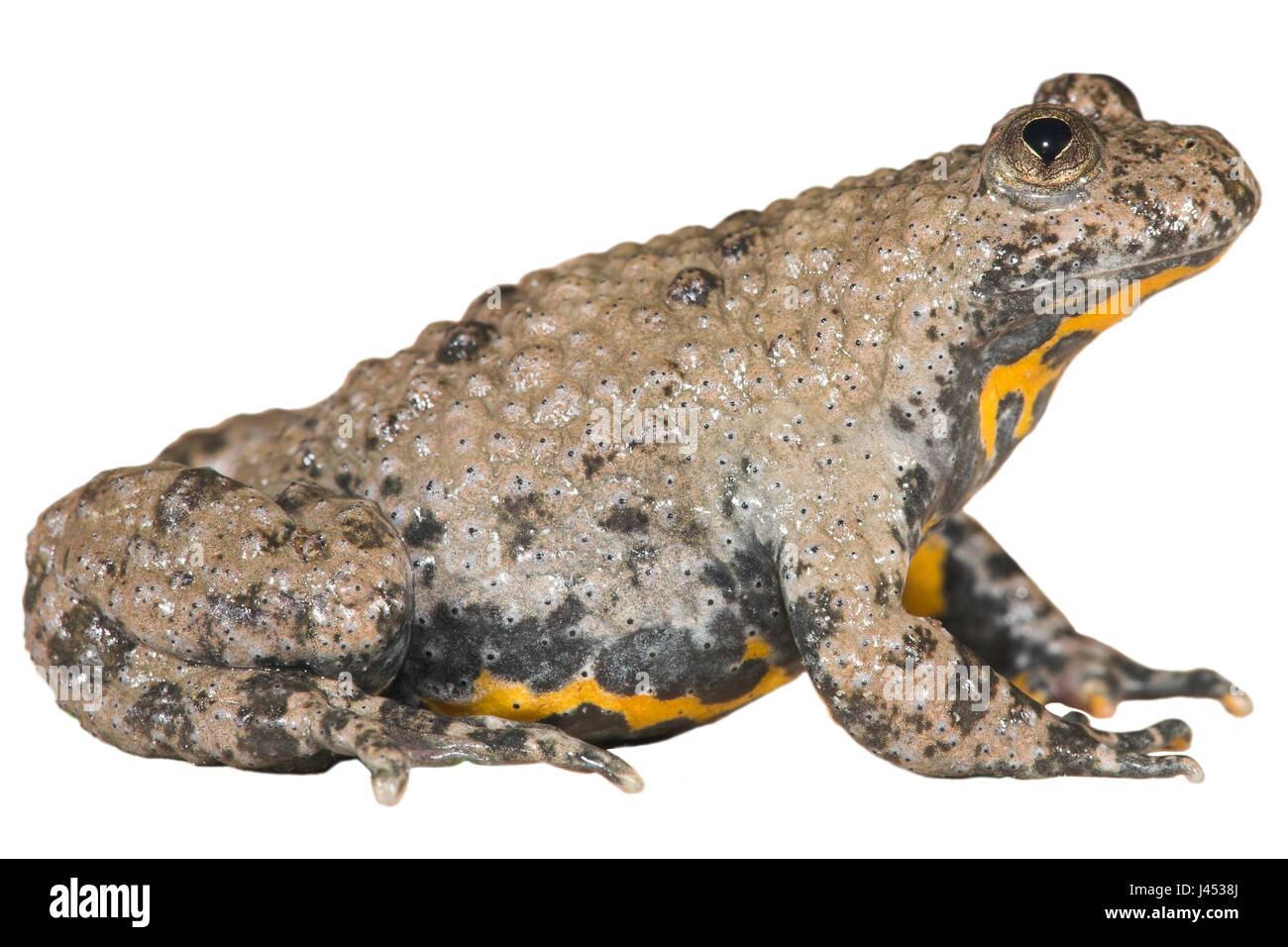 Yellow-bellied Toad against a white background (rendered Stock Photo ...