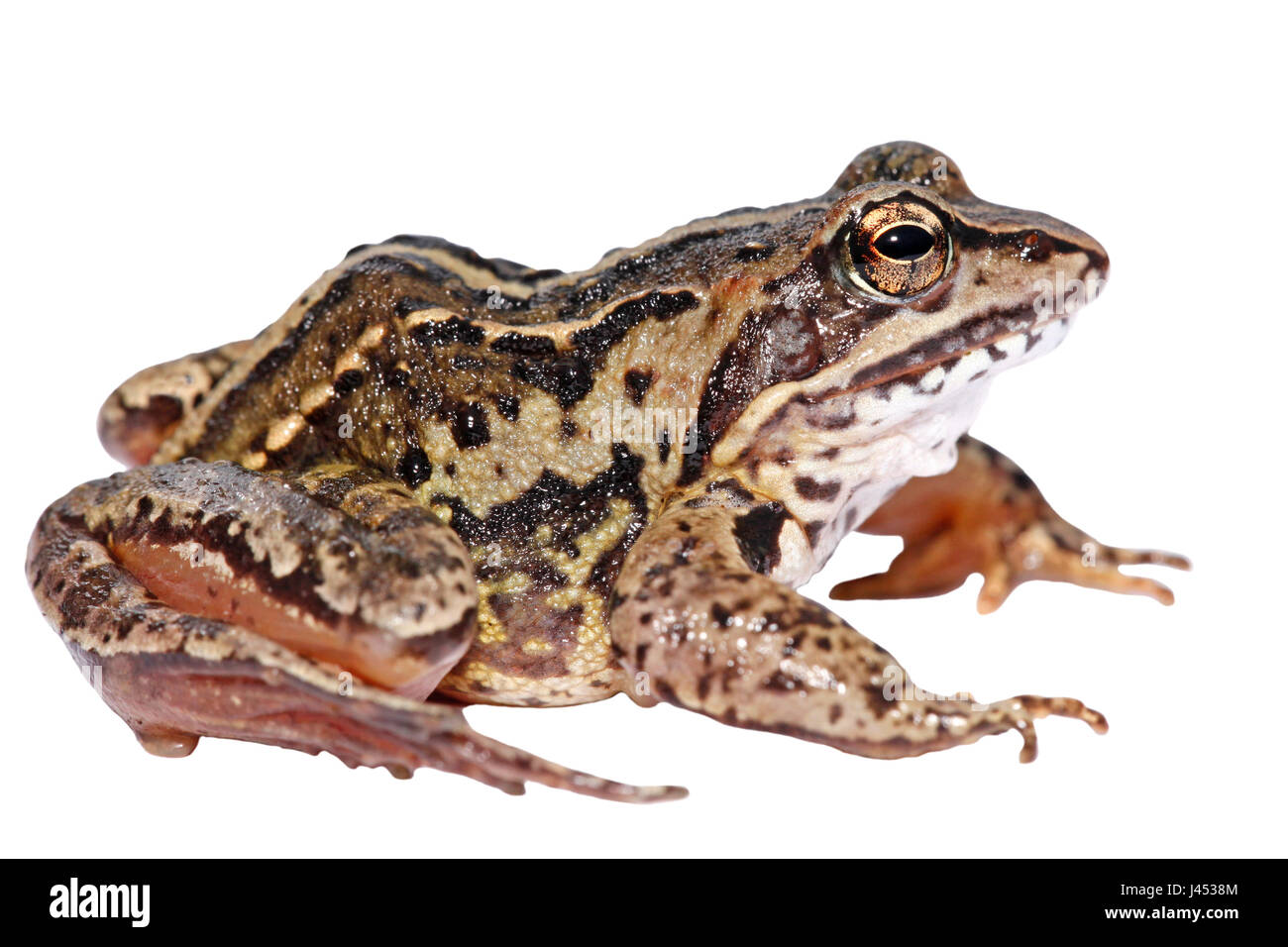 Swedish swamp frogs hi-res stock photography and images - Alamy