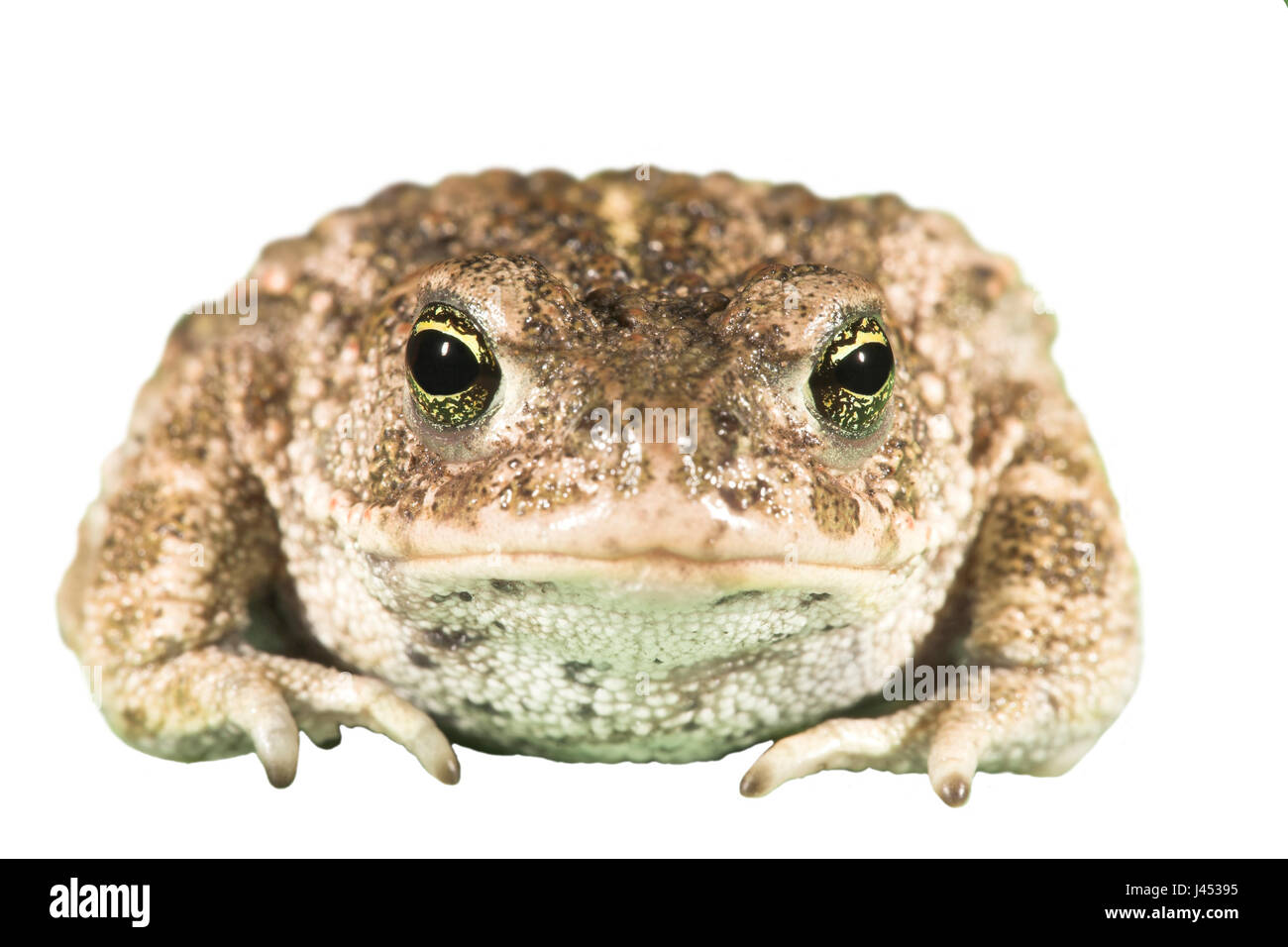 Natterjack against a white background (rendered Stock Photo - Alamy