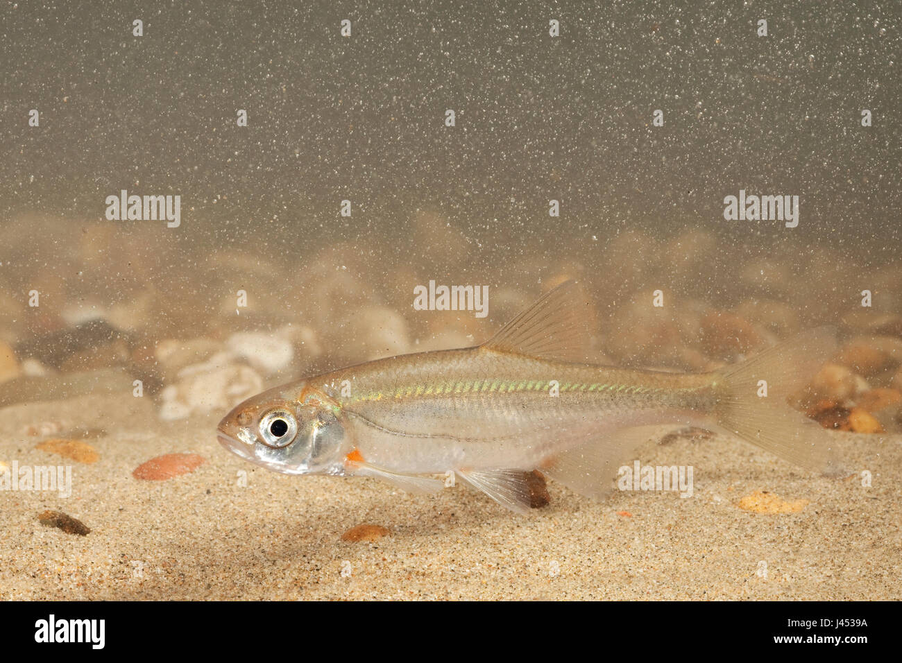 Spirling hi-res stock photography and images - Alamy