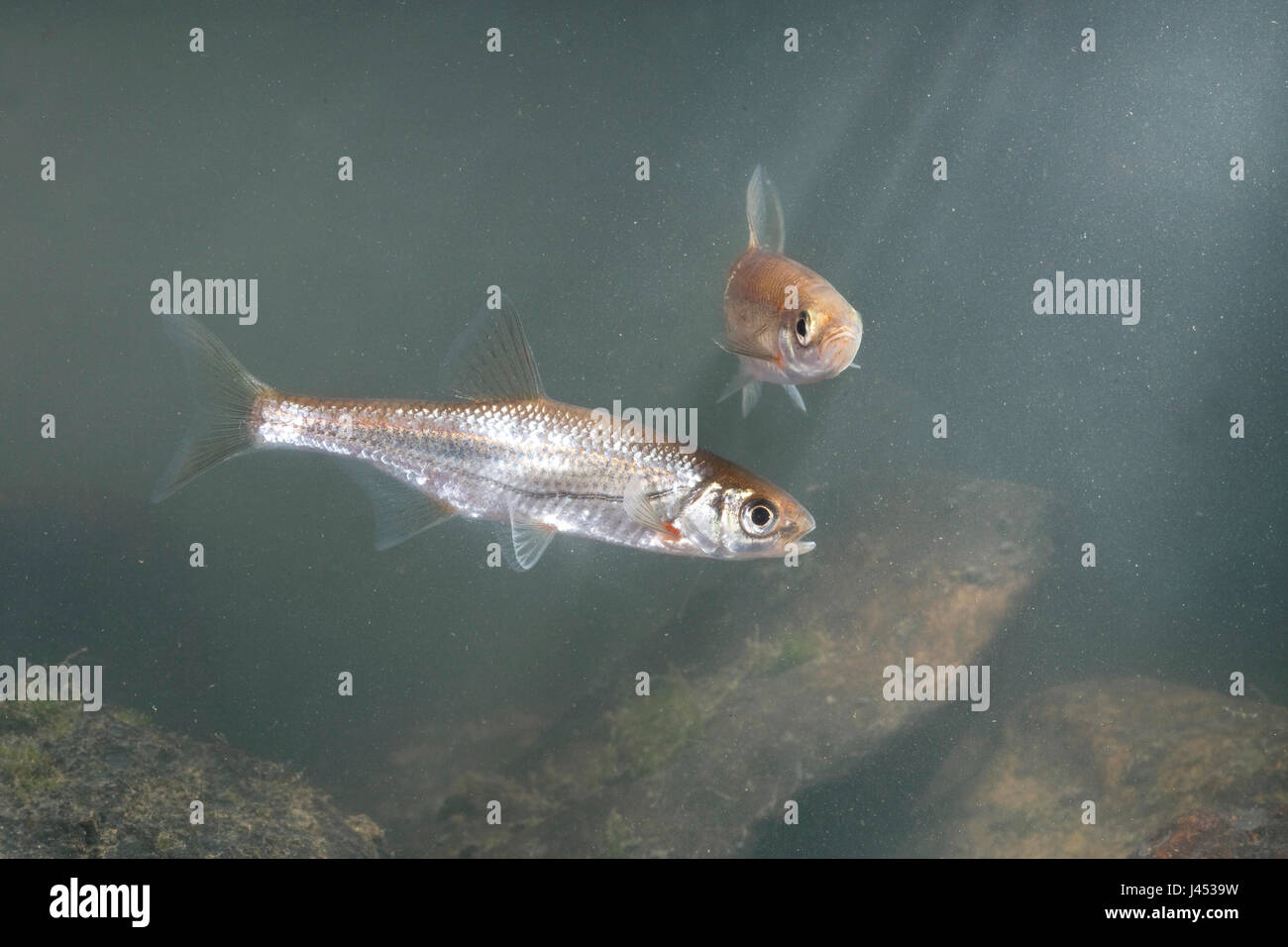 Spirlings hi-res stock photography and images - Alamy