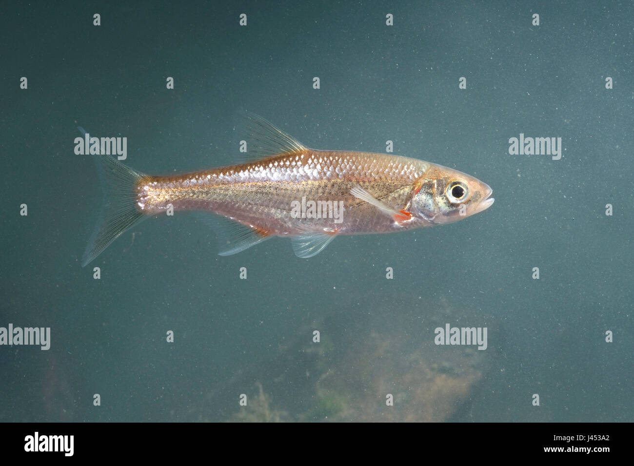 Spirling hi-res stock photography and images - Alamy