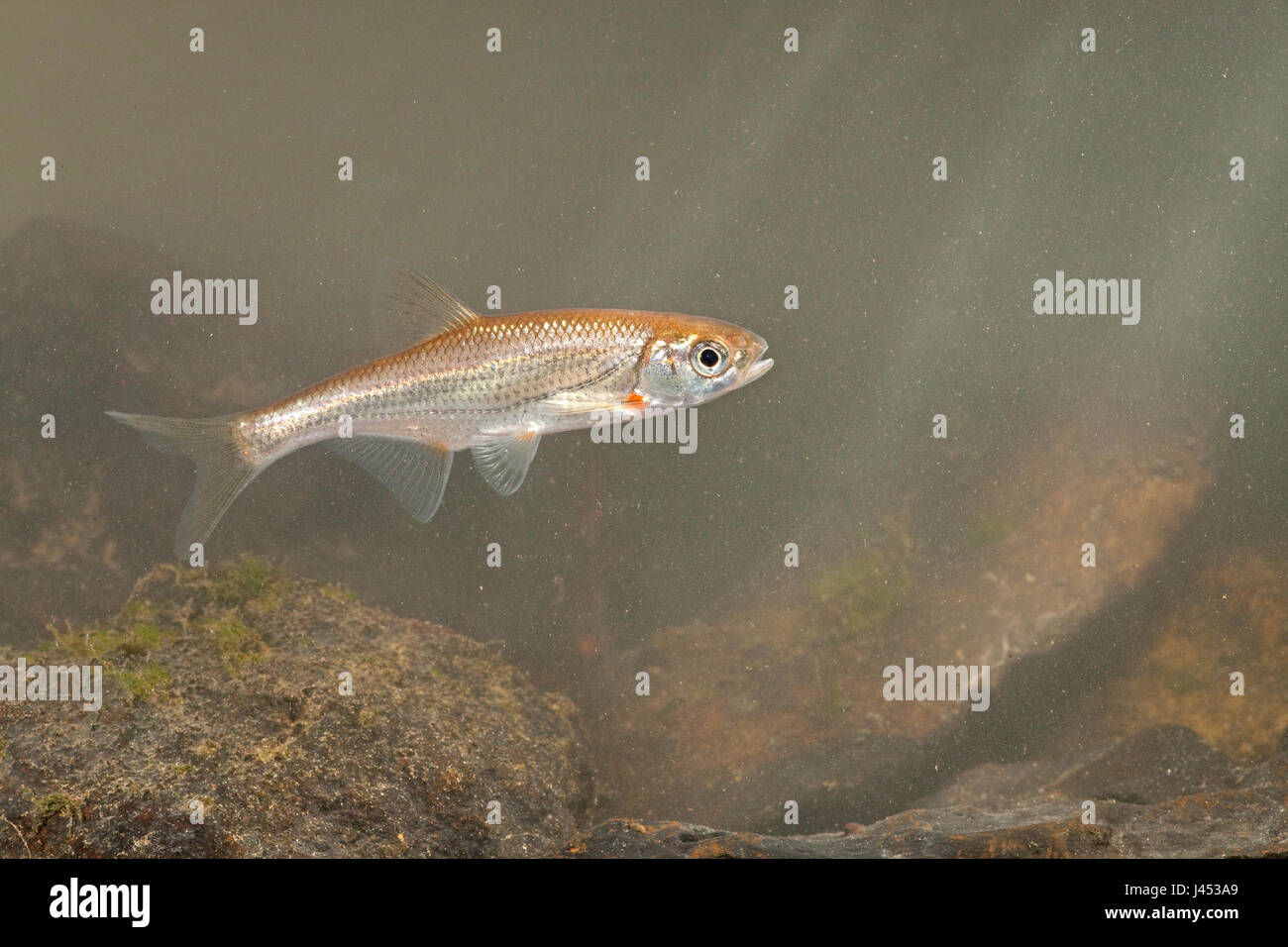 Spirling hi-res stock photography and images - Alamy