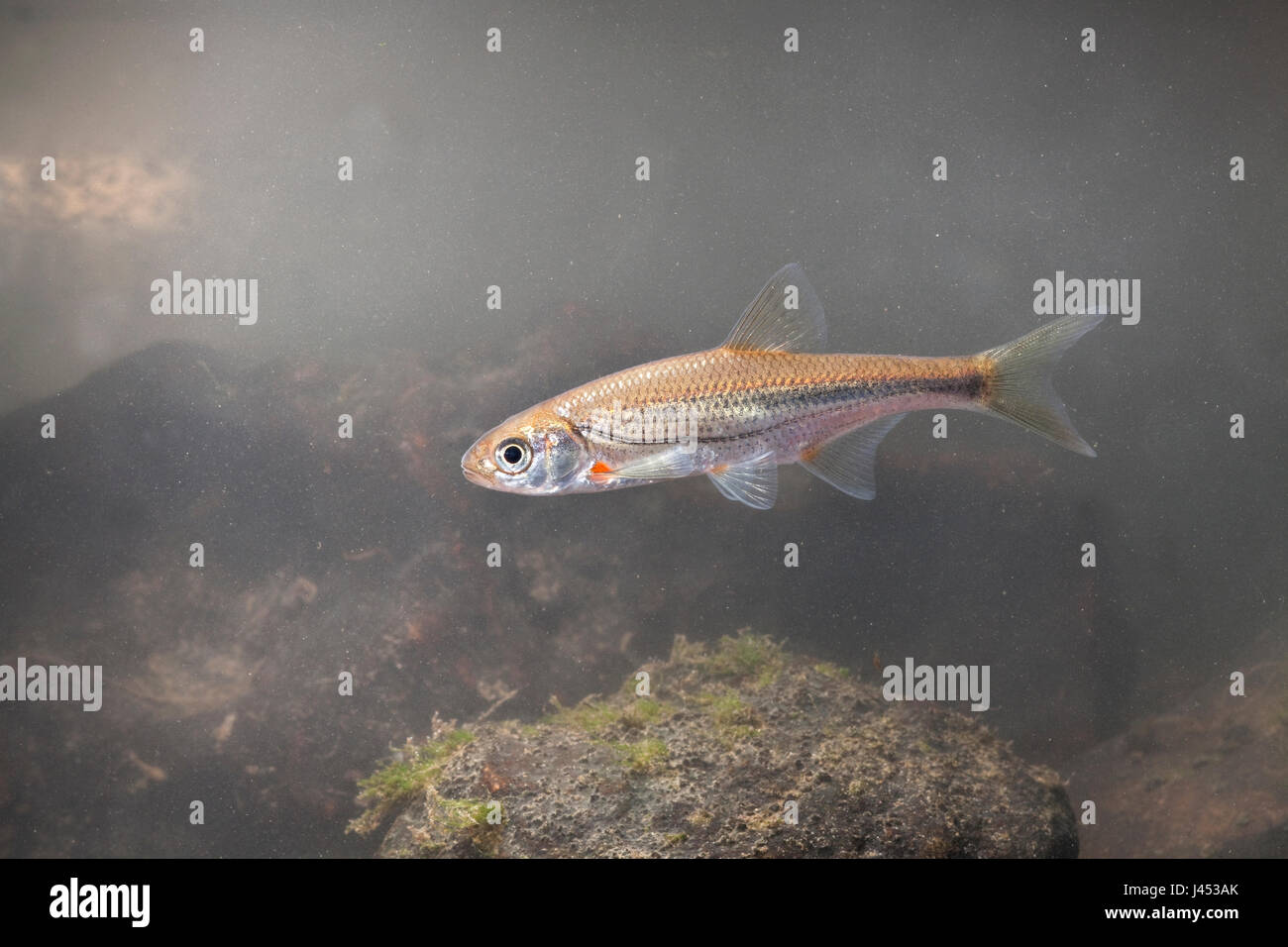 Spirling hi-res stock photography and images - Alamy