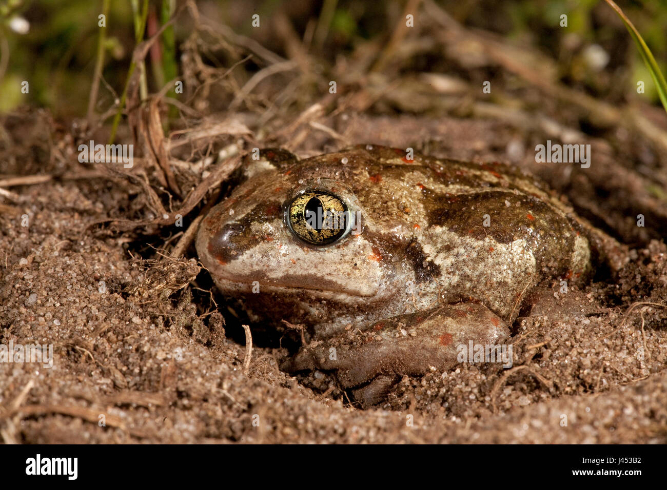 photo of a digging common spadefoot Stock Photo - Alamy