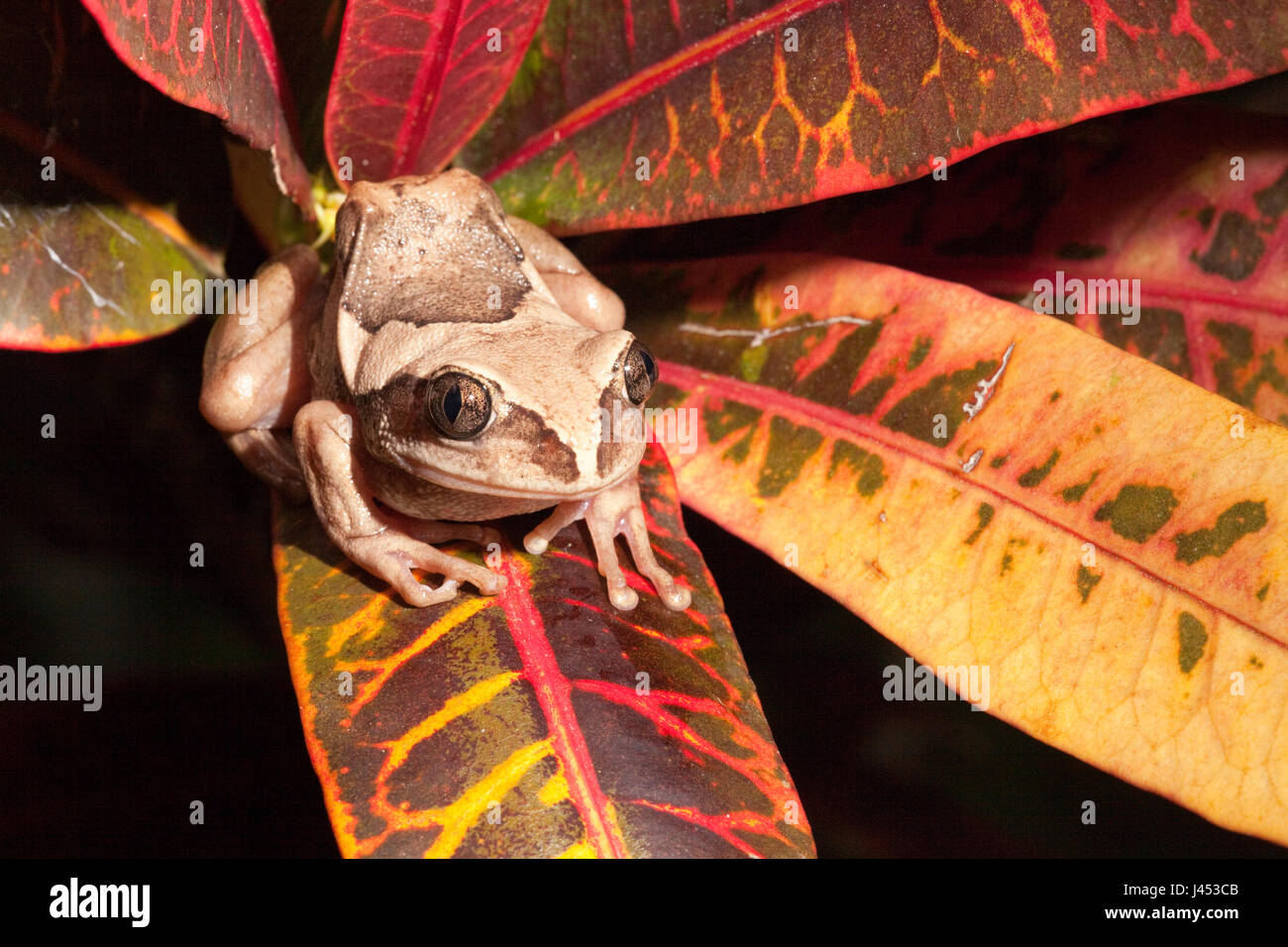 Photo of a brown-backed tree frog Stock Photo - Alamy