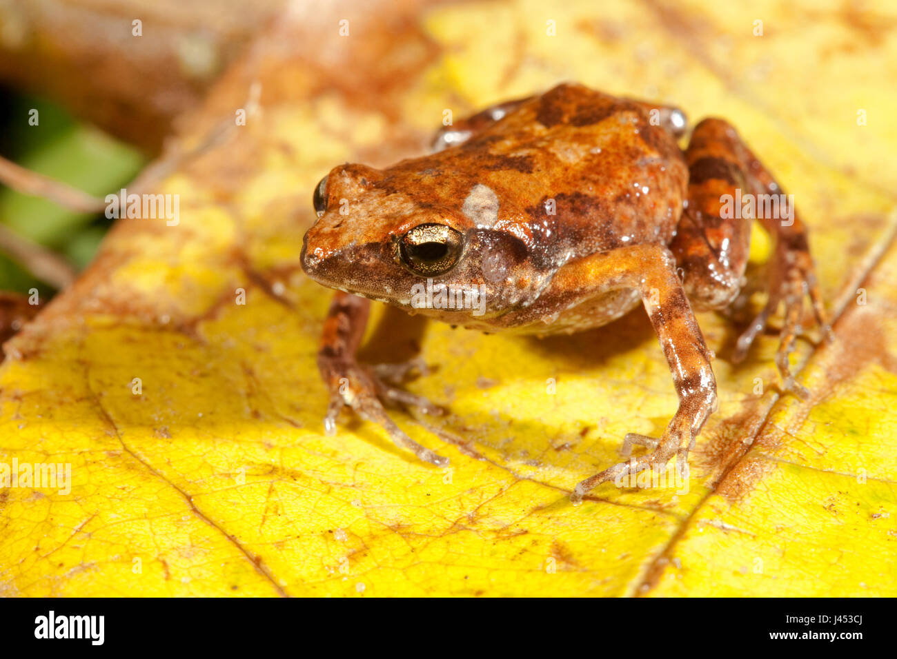 photo of a bush squeaker on a yellow leaf Stock Photo - Alamy