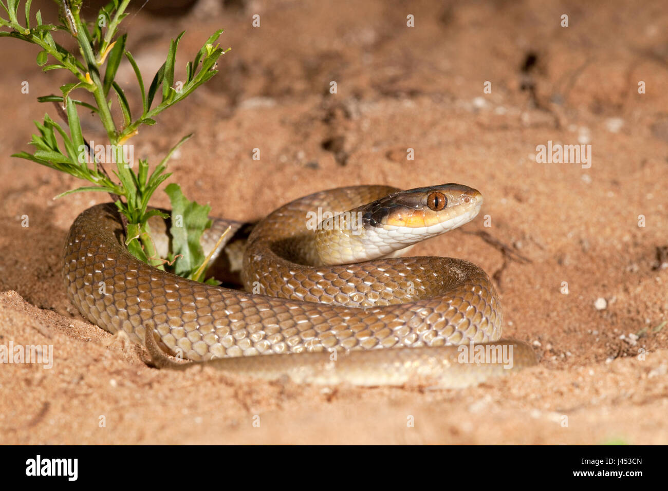 Red lipped herald snake hi-res stock photography and images - Alamy