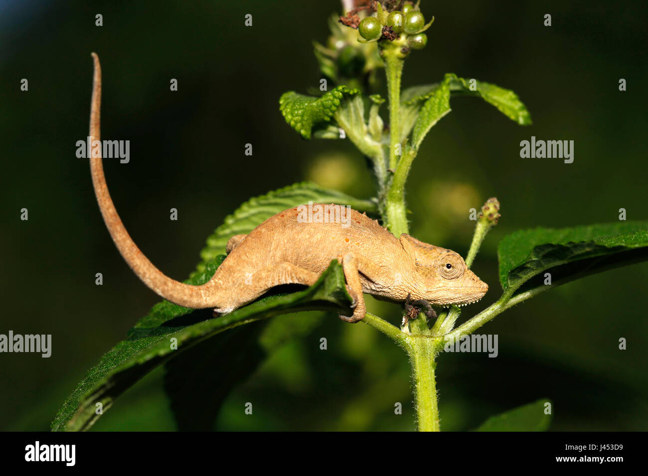 photo of a Setaro's dwarf chameleon climbing through green bushes Stock ...