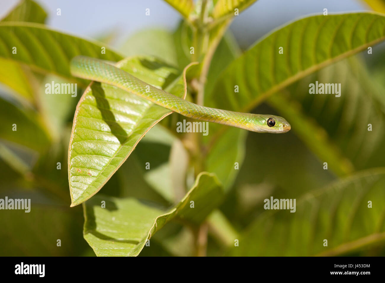 Tropical water snake hi-res stock photography and images - Alamy