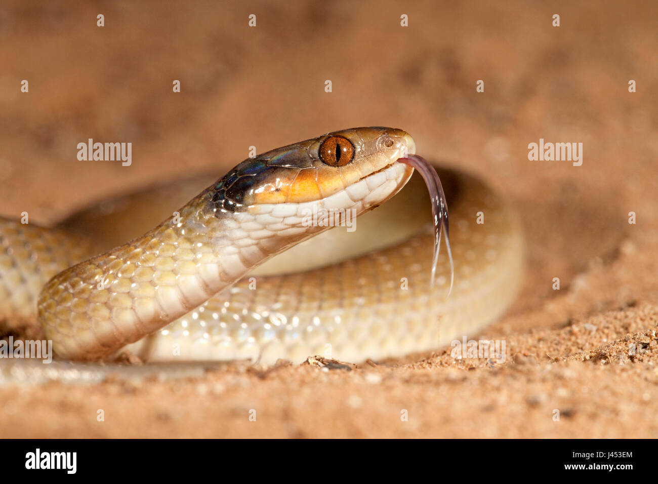 photo of a red-lipped herald snake Stock Photo - Alamy