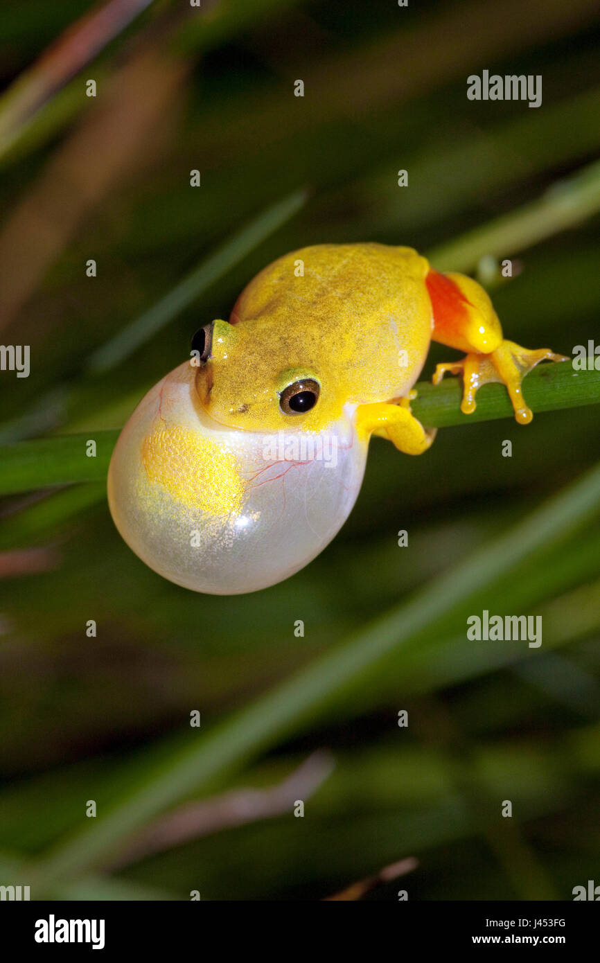 Photo of a Tinker Reed frog Stock Photo - Alamy
