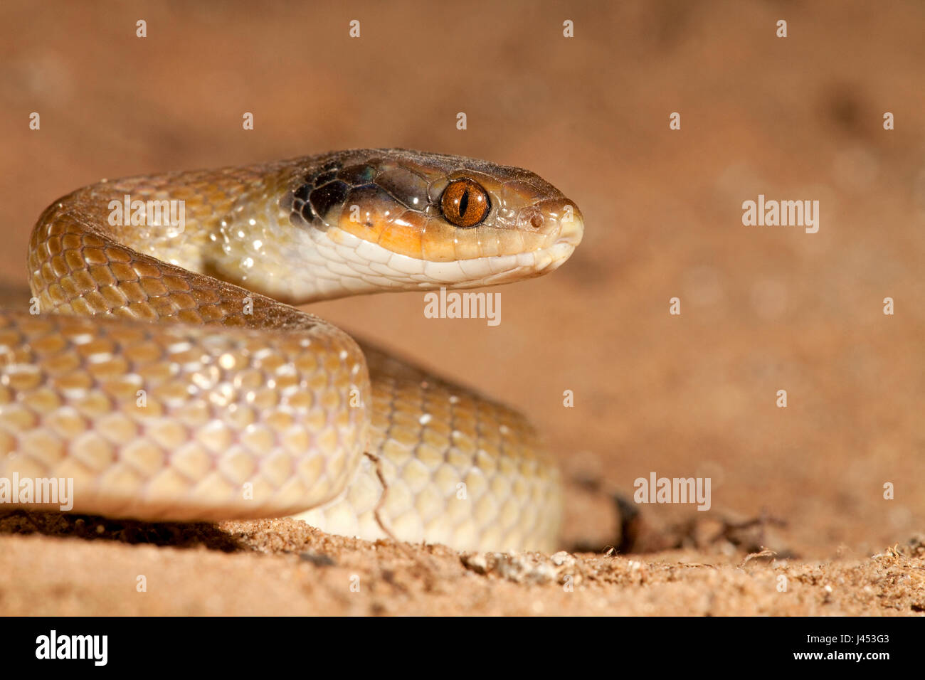 photo of a red-lipped herald snake Stock Photo - Alamy