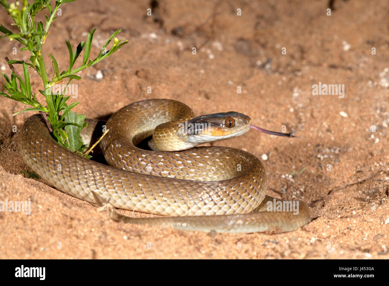 photo of a red-lipped herald snake Stock Photo - Alamy