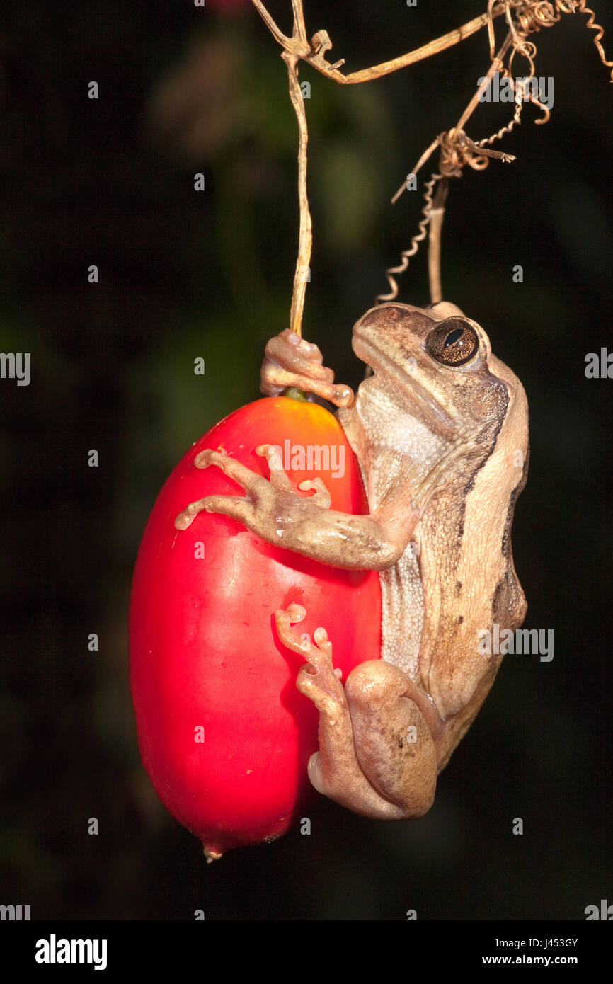 Photo of a brown-backed tree frog Stock Photo - Alamy