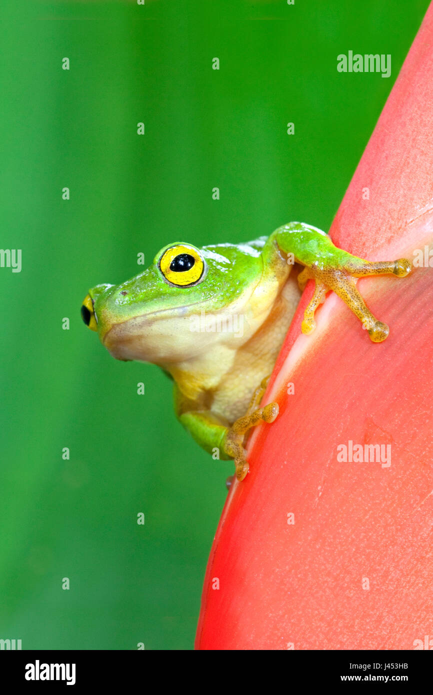 Reed frog hi-res stock photography and images - Alamy