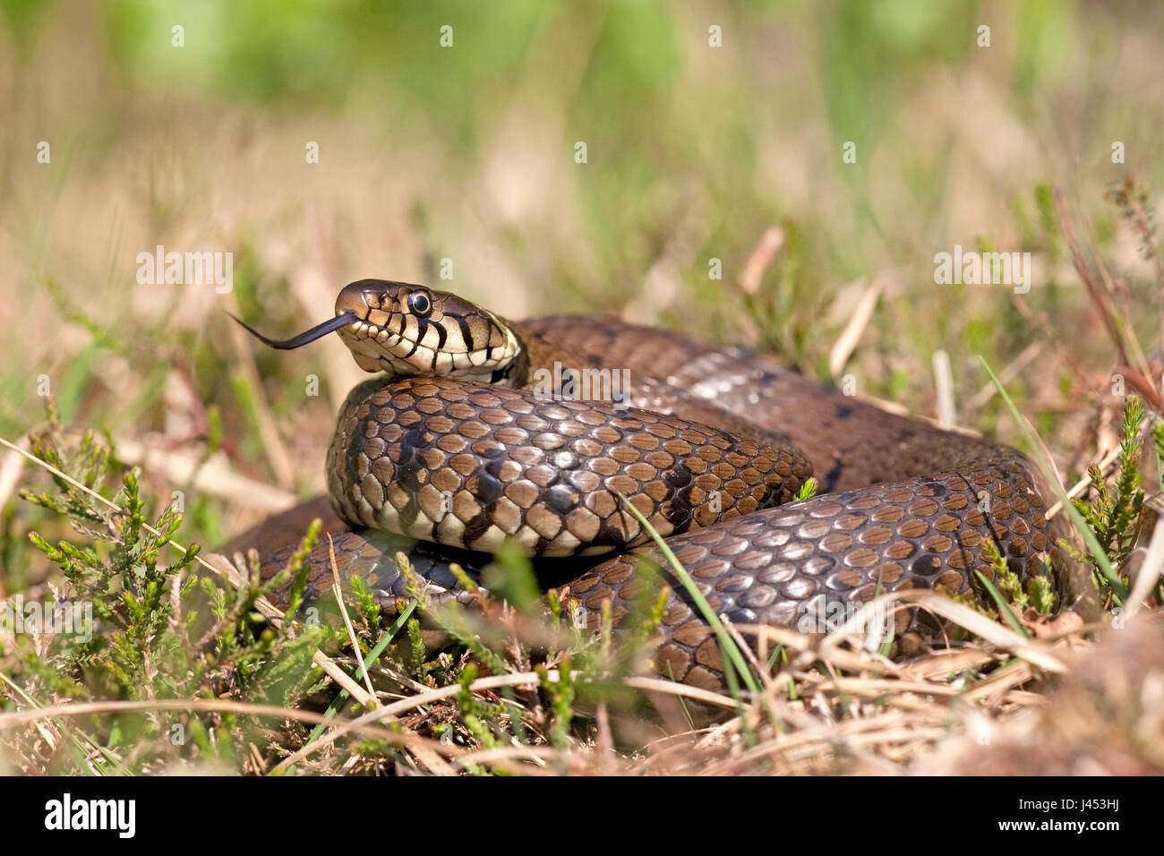 overview of a large grass snake with its tongue out Stock Photo - Alamy