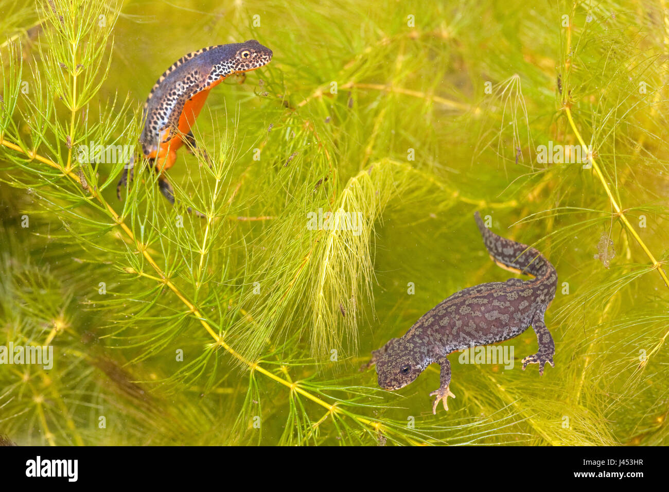 male and female alpine newt swimming underwater Stock Photo - Alamy