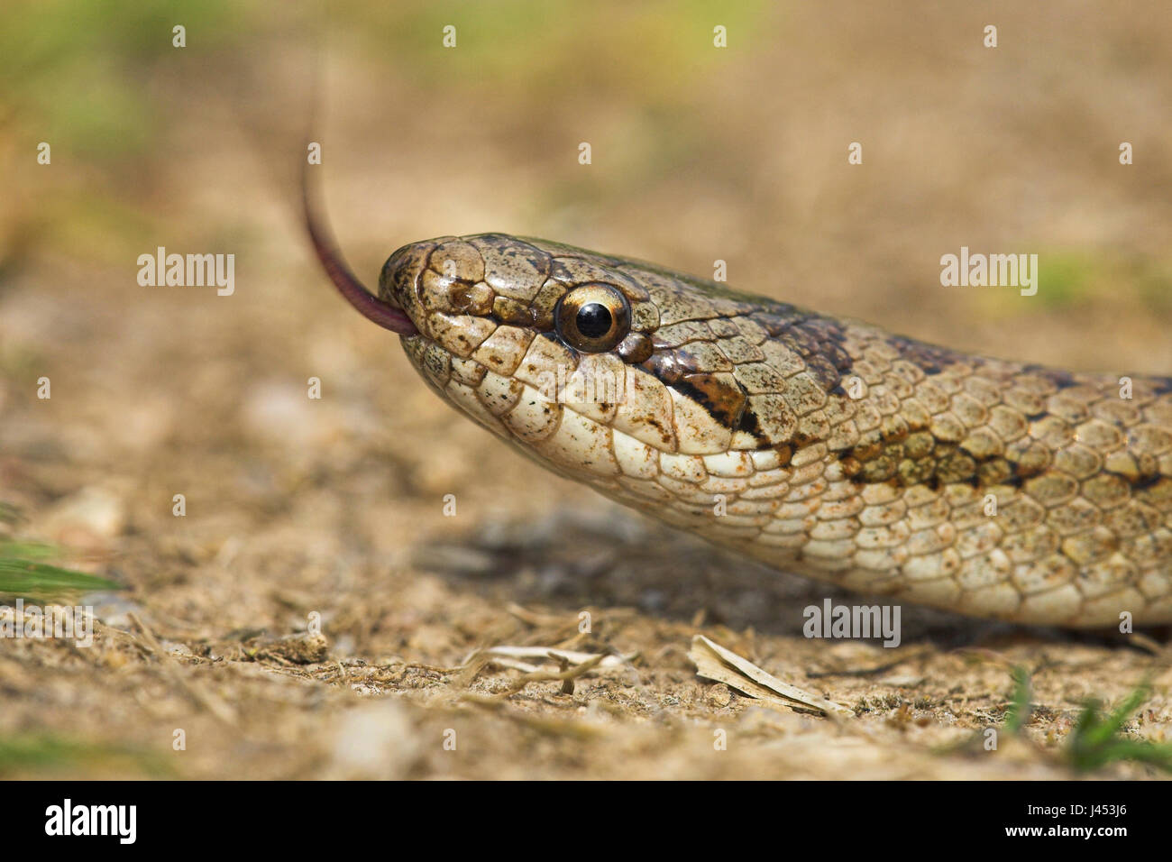 Snake tongue close hi-res stock photography and images - Alamy