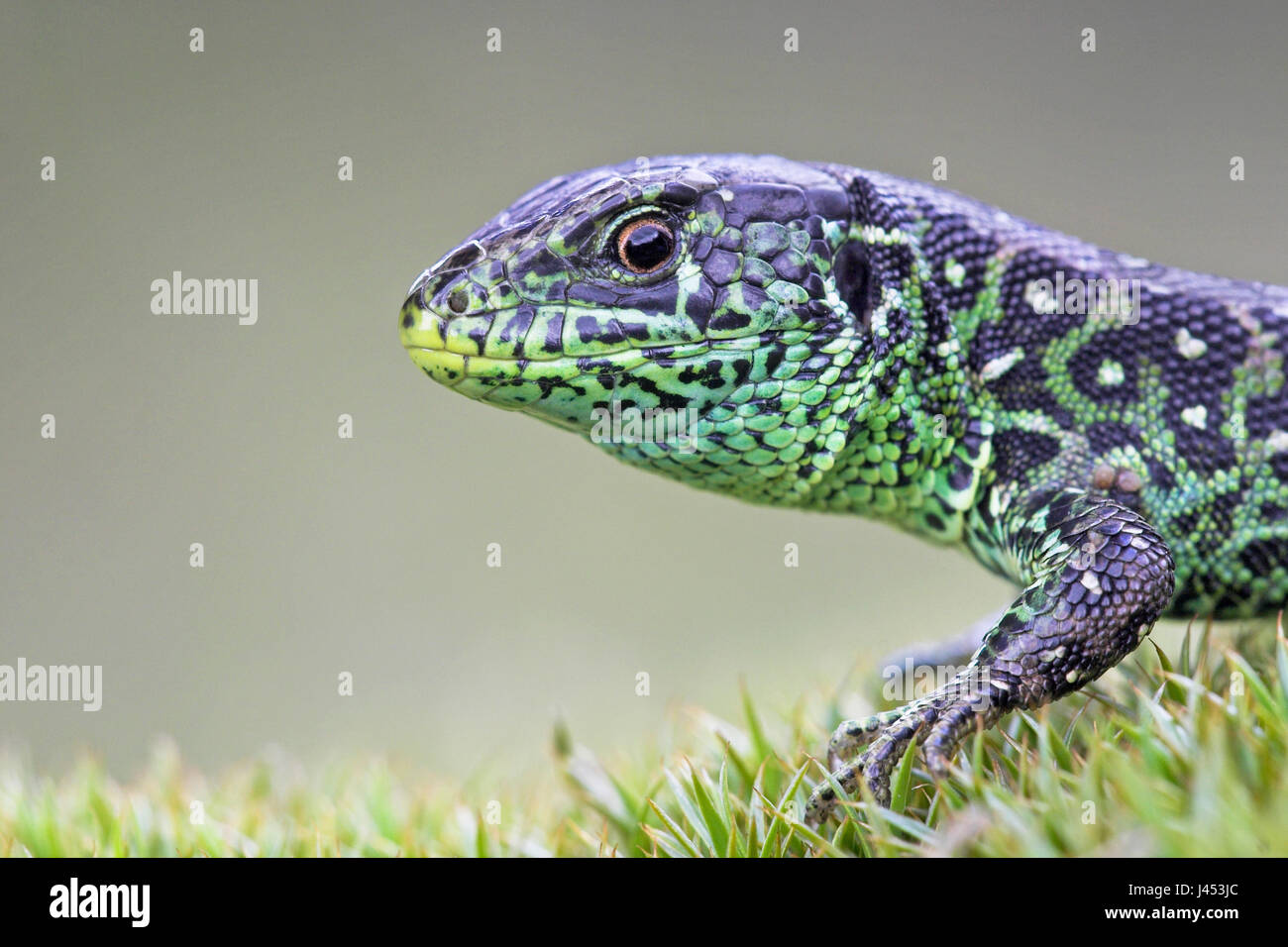 Lizard colours hi-res stock photography and images - Alamy