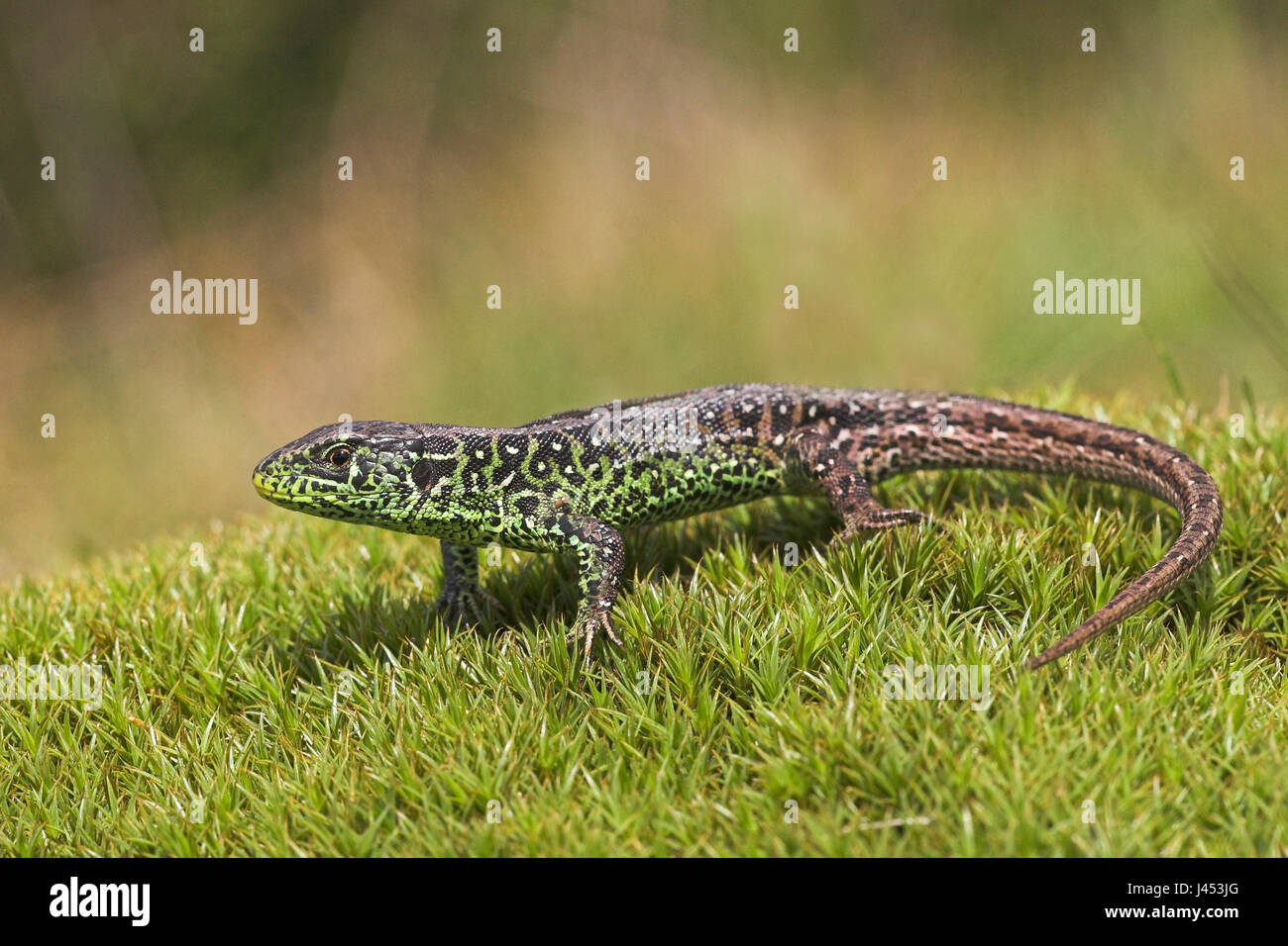 Overview of an adult male sand lizard on mos Stock Photo - Alamy