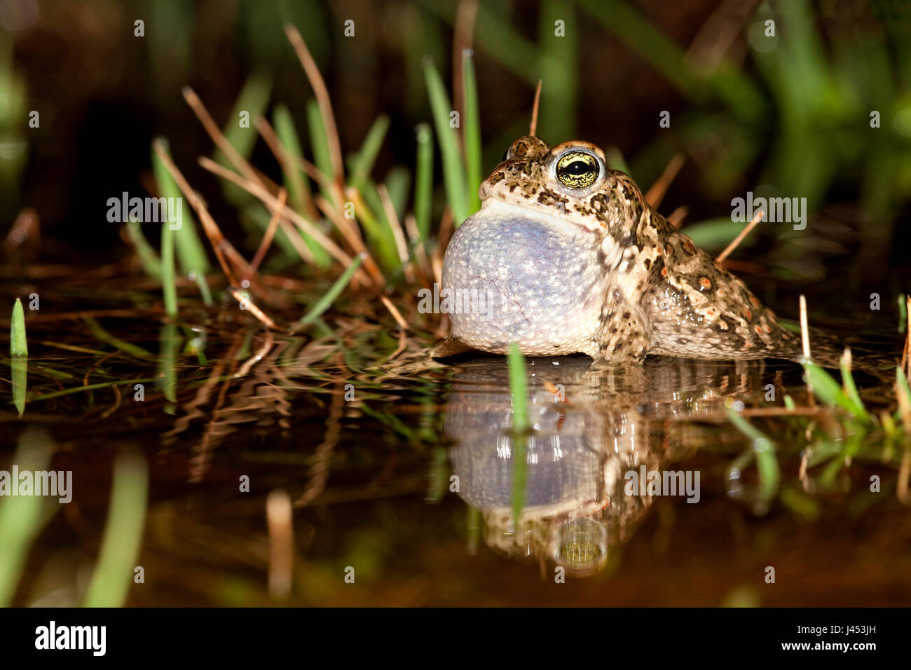 calling male natterjack toad in the water with huge vocal sac Stock ...
