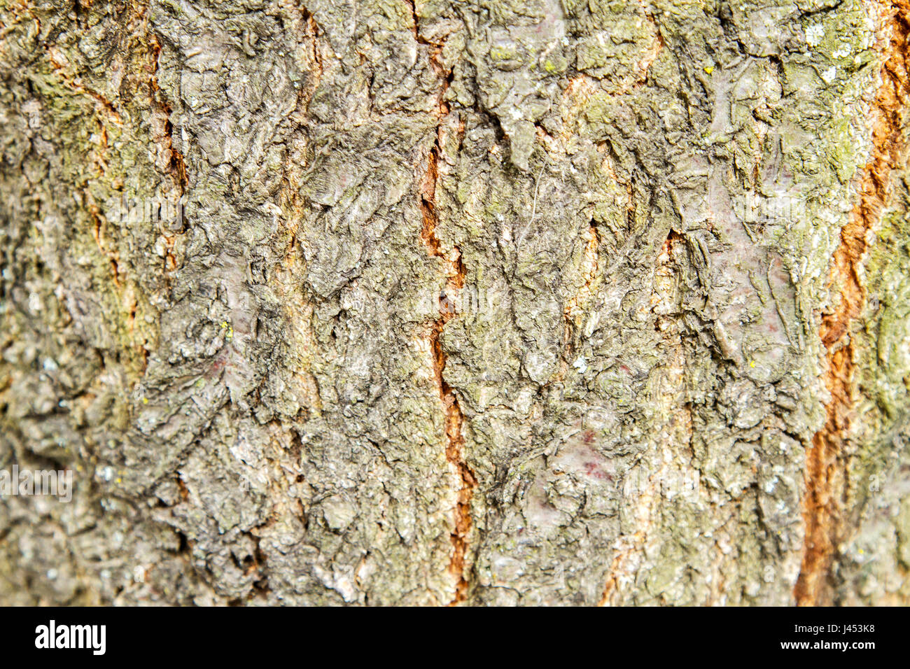 Image background texture of the bark of fruit tree Apricot Stock Photo ...